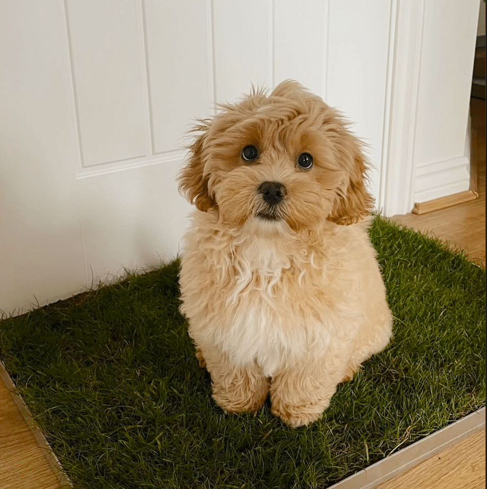 Why Is My Dog Suddenly Pooping in the House? - Piddle Patch