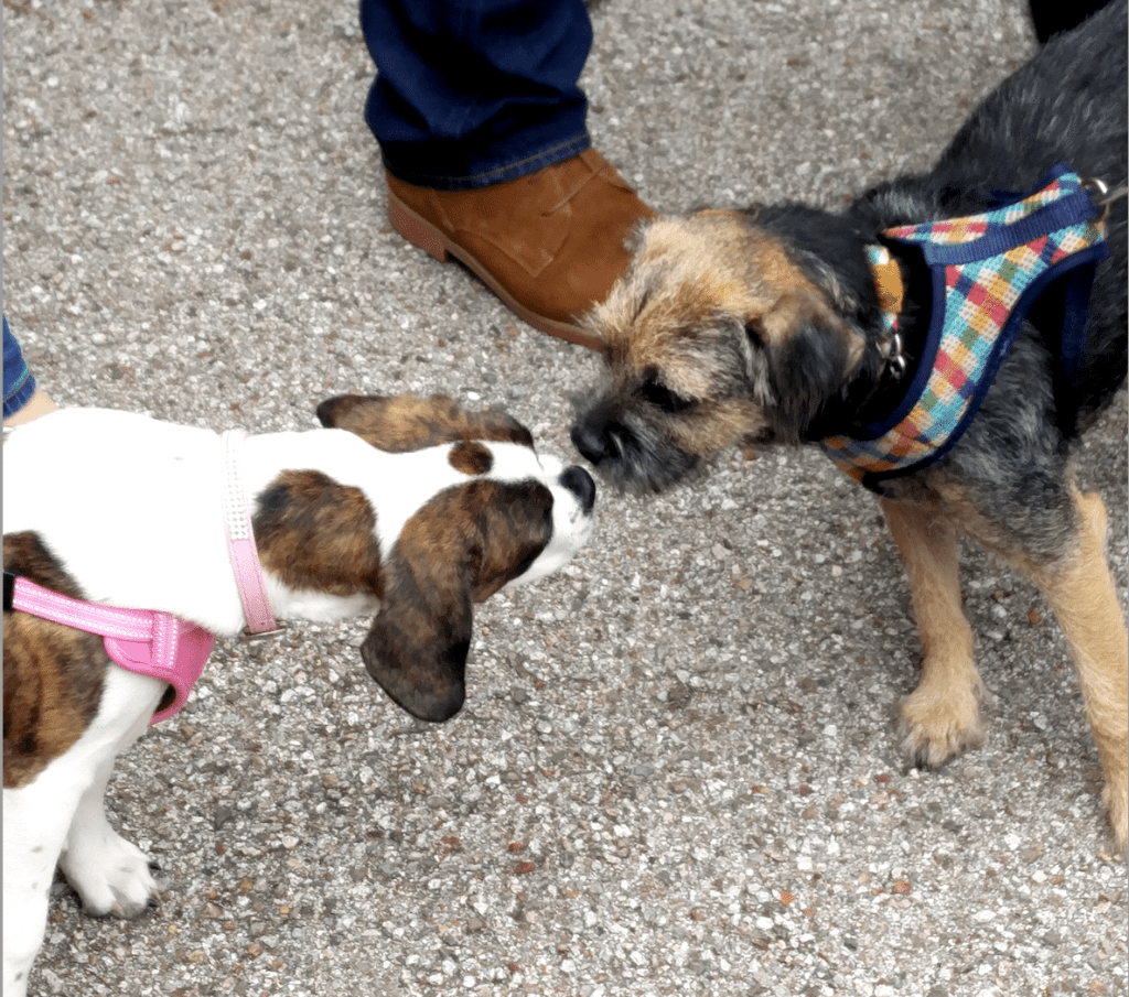 How to Introduce a Puppy to an Older Dog - Piddle Patch